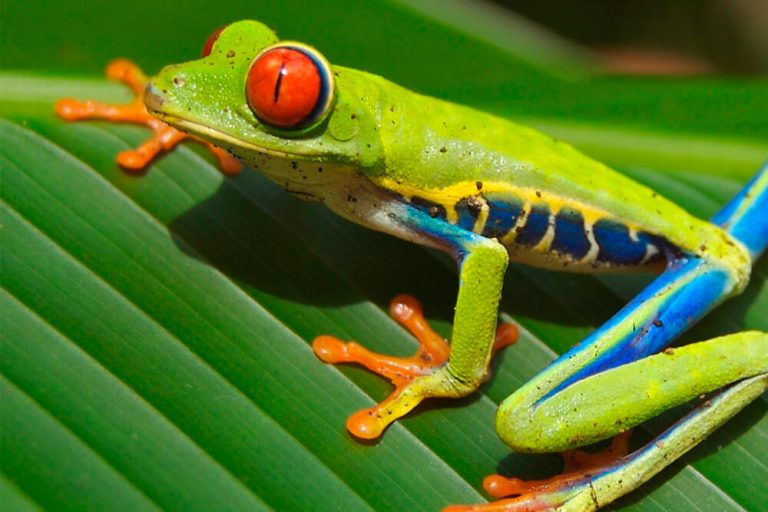Sonhar Com Sapo - É Sorte No Jogo Do Bicho?